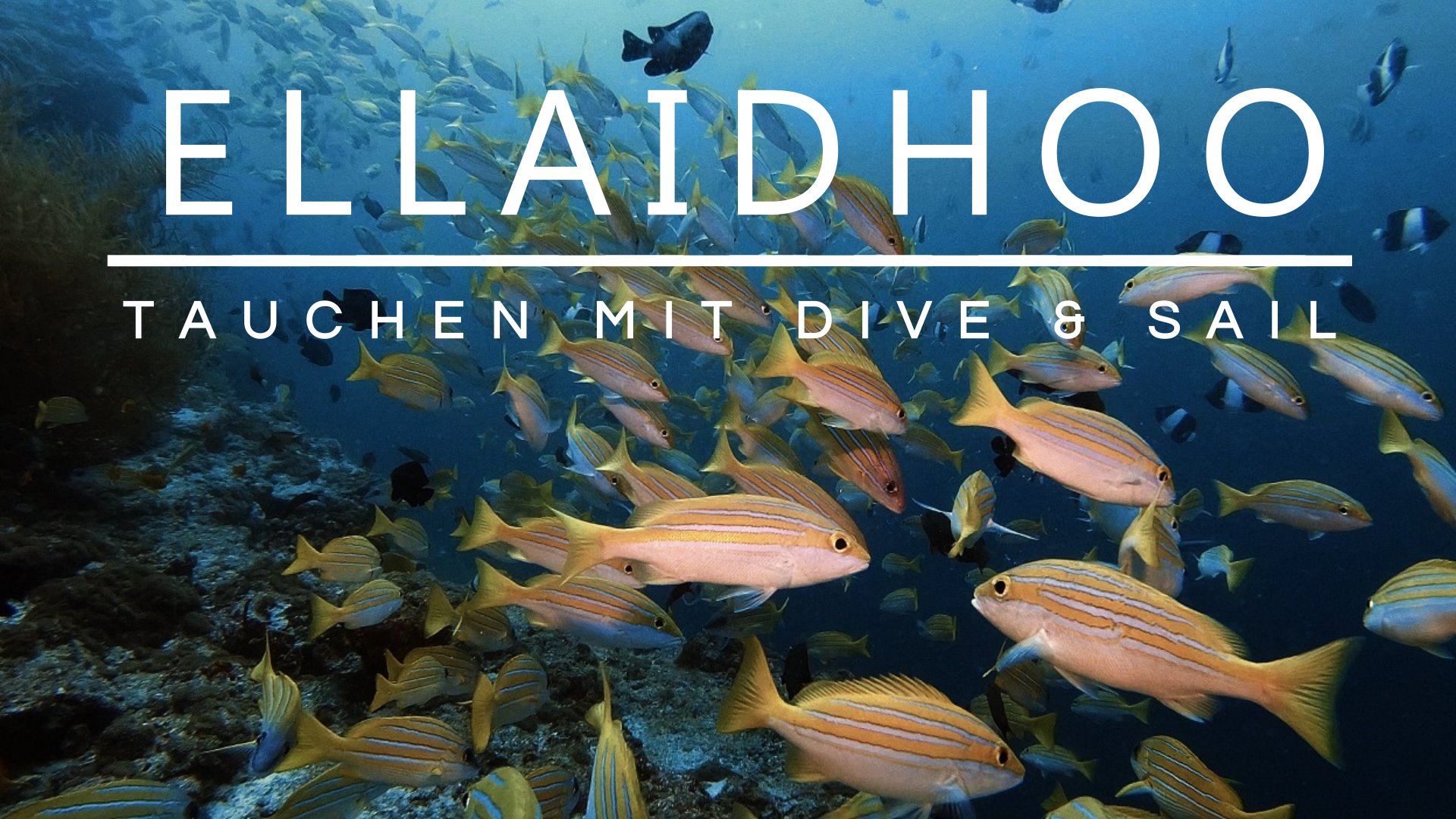 Ellaidhoo: Tauchen mit Dive & Sail